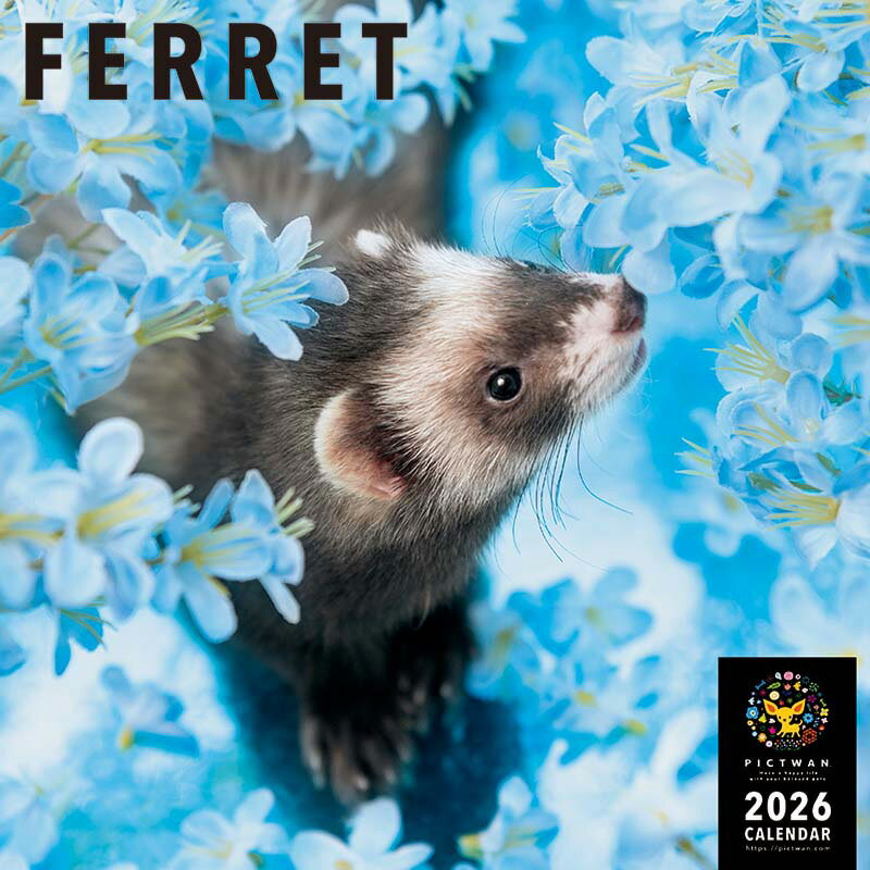 メーカー：インターズー品番：L033かわいいシール付き！2026年　壁掛けカレンダー　PICTWAN　フェレット　特長●カラフルな花や植物に囲まれた、フェレット達のキュートな表情をクローズアップしたカレンダーです。 ●写真はすべて専属フォト...