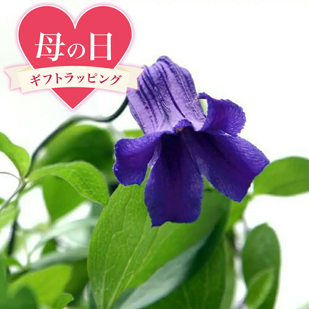 母の日限定商品について【ギフト仕様について】本商品はギフトラッピング仕様です。母の日のプレゼントに相応しく可愛くラッピングしてお届けいたします。※ラッピング仕様やリボンの色、箱の柄等ご注文のタイミングにより画像と異なる場合がございます。母の...