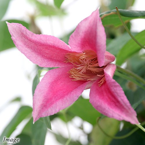 八重咲きの豪華な花を春と秋に楽しめます！ボリューム満点！クレマチス　プリンセスダイアナ　5号（1鉢）商品サイズ（約）●鉢（ポット）径　：　15cm※入荷状況や生長度合いにより高さは異なります。画像はあくまでも目安としてご覧下さい。鉢の種類プ...
