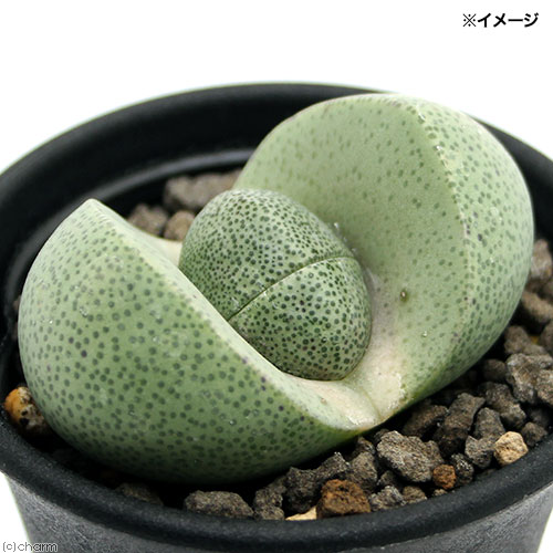 まるで石ころのような摩訶不思議な植物！メセン　帝玉　2．5号（1鉢）商品サイズ（約）●鉢（ポット）径　：　7．5cm ※入荷状況やお届け時期により高さは前後いたします。画像はあくまでも参考までにご覧下さい。鉢の種類プラスチック鉢※入荷ロット...