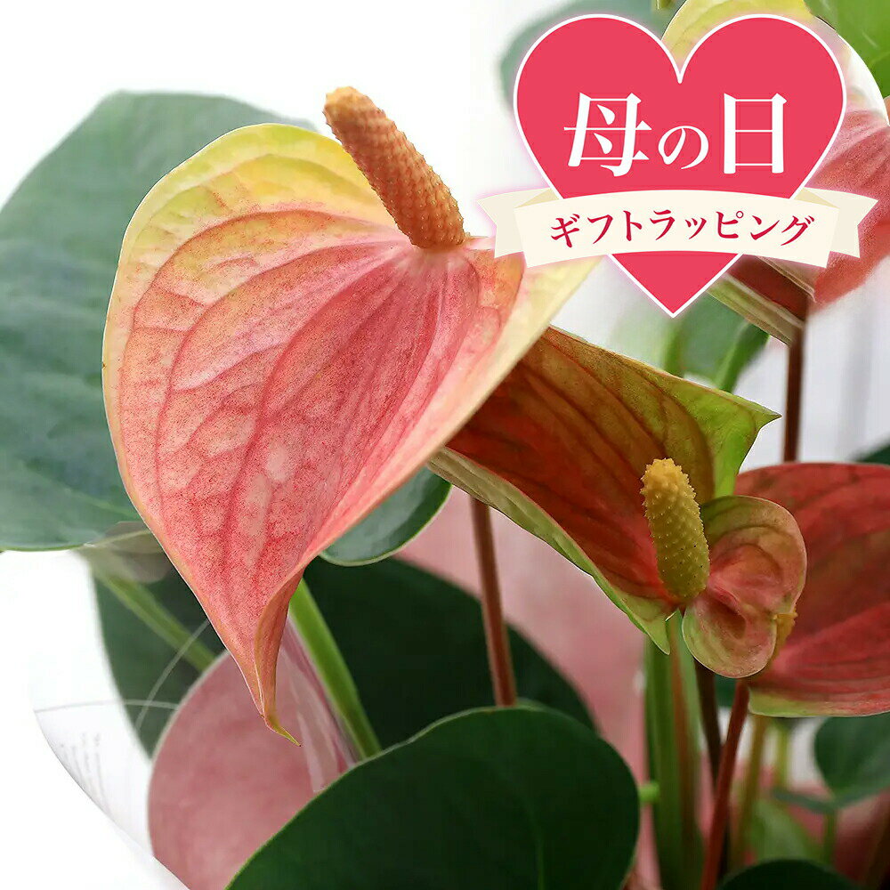 母の日限定商品について【ギフト仕様について】本商品はギフトラッピング仕様です。母の日のプレゼントに相応しく可愛くラッピングしてお届けいたします。※ラッピング仕様やリボンの色、箱の柄等ご注文のタイミングにより画像と異なる場合がございます。母の...