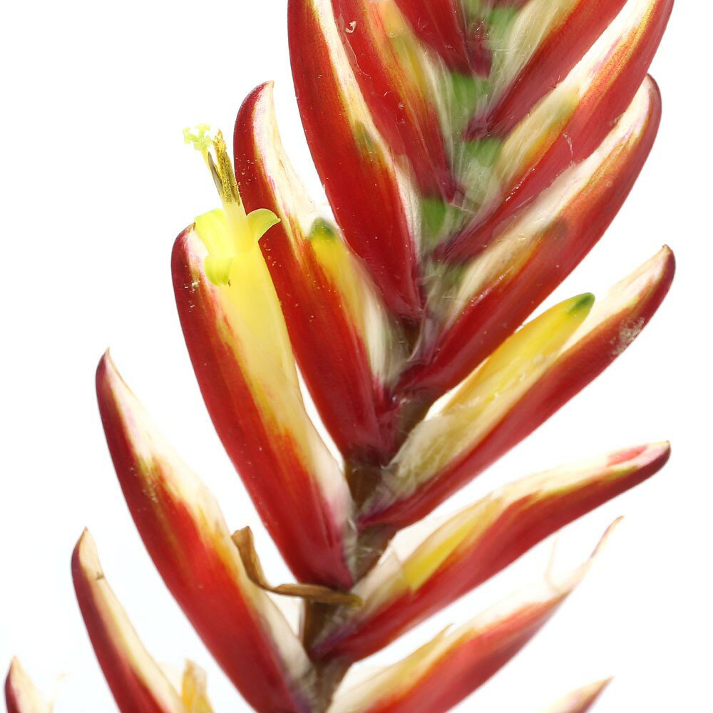 ※お届けのタイミングによっては、開花終了株での発送となります。ご了承の上お買い求め下さい。※開花後は子株がでてきます。小さい子株の生長をお楽しみください。 鮮やかな苞を長く楽しめる！花後は子株が株元からニョキニョキ♪フリーセア　江（ごう）5...