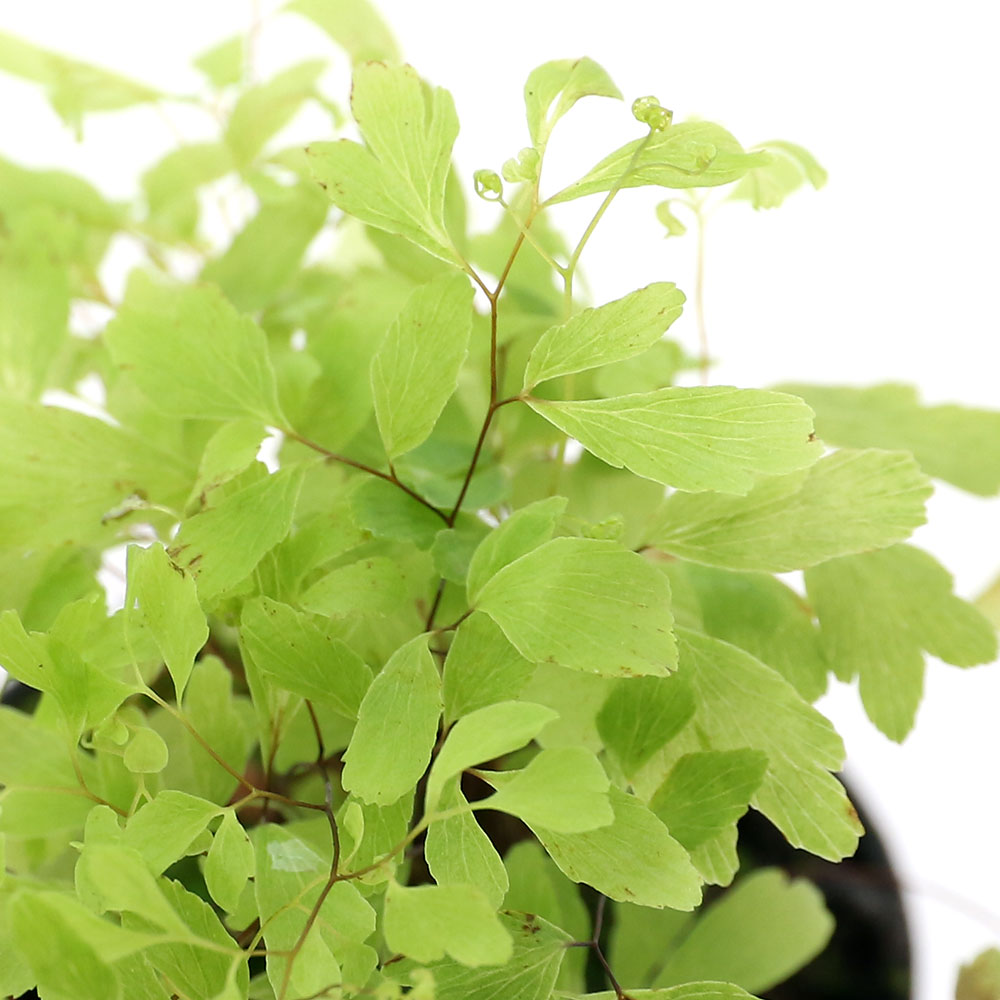 ※冬期は配送時に植物が凍ってしまう恐れがあるため、北海道および積雪が予想される寒冷地域には配送できない可能性がございます。予めご了承ください。オリジナルのビバリウム作りにチャレンジ！ビバリウムプランツ　アジアンタム　ウルトラグラシリナム　3...