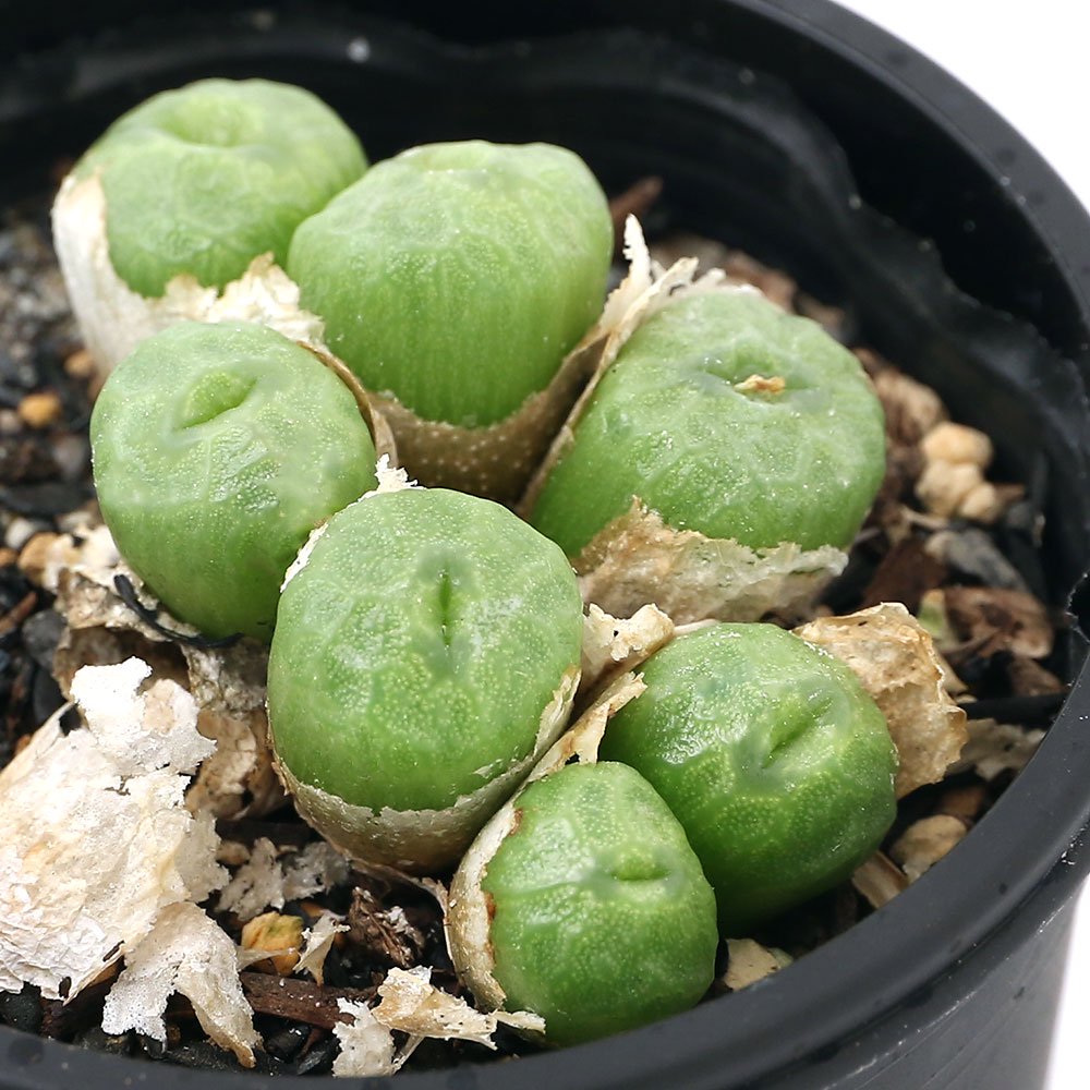 ※冬期は配送時に植物が凍ってしまう恐れがあるため、北海道および積雪が予想される寒冷地域には配送できない可能性がございます。予めご了承ください。まるで石ころのような摩訶不思議な植物！コノフィッツムは、南アフリカが主な原産地のハマミズナ科の多肉...
