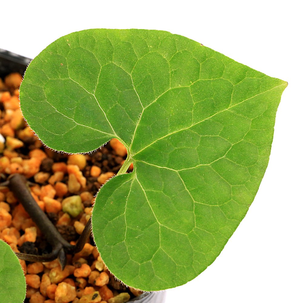 家紋で有名な植物！！箱根産の白花個体です！！山野草　箱根フタバアオイ（二葉葵）　3号（1ポット）特徴フタバアオイは山地の林内に見られるカンアオイの仲間です。ハート型の葉が美しく、徳川家の“葵の御紋”で知られます。実際には家紋のように葉が3枚...