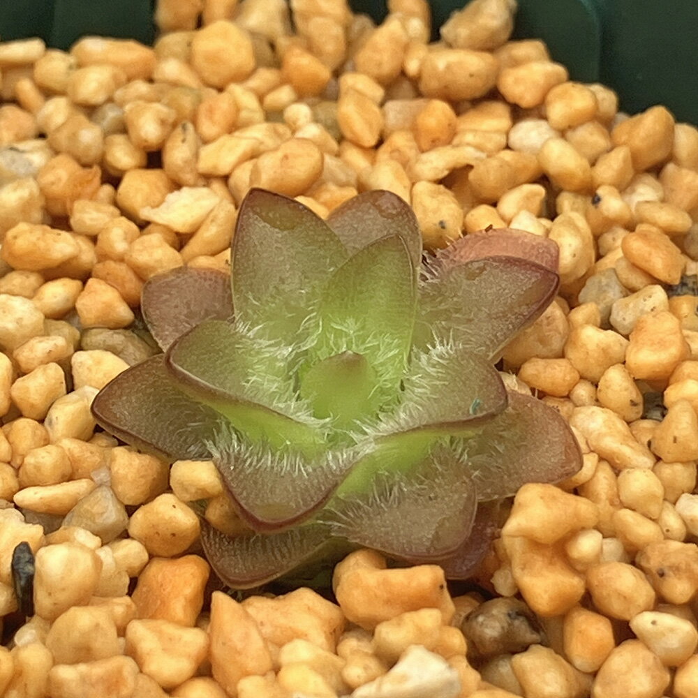 スミレに似た可愛い花が魅力！葉の表面で虫を捕まえる粘り着け式食虫植物！粘り着け式の食虫植物です。虫がもがけばもがくほど、消化液があふれ出す仕組みになっています。タンパク質を含んでいない‘ゴミ’だとわかると消化吸収せずに放り出してしまいます。...