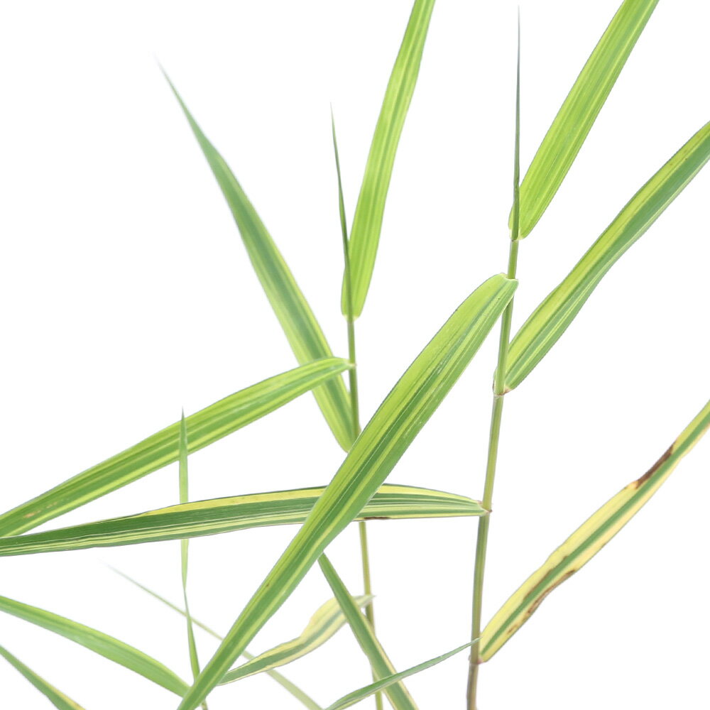 黄斑ヒメアシ発送サイズビニールポット3号（9cm）どんな種類？育成が容易でビオトープの中〜後景で利用されます。その他にも葉の模様が綺麗なため盆栽としても人気があります。学名（※）Phalais　arundinacea（※）…改良品種や学名が...