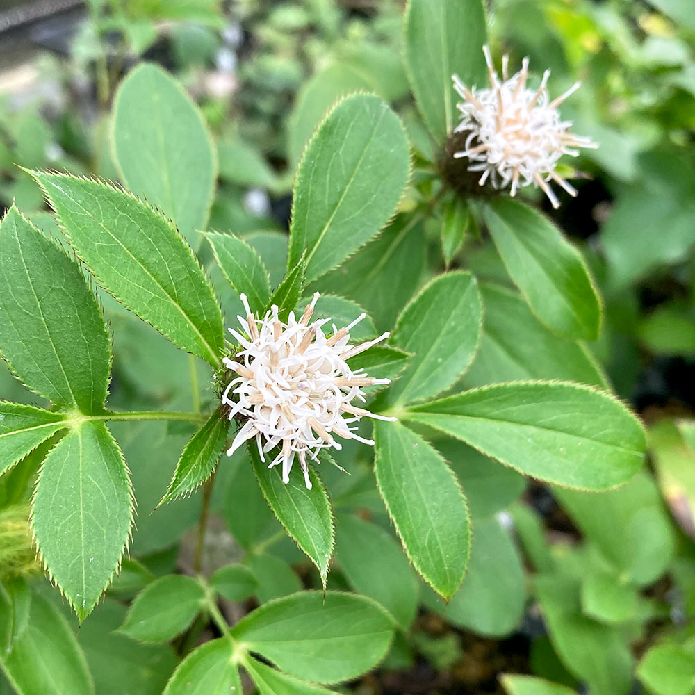 オケラは中国原産の植物で古くは平安時代には薬草として使われてきたキク科の植物です。漢方では根茎を百朮（ビャクジュツ）と呼び、また山菜としても価値の高い植物です。育成は容易ですが、過湿には弱いので注意が必要です。のびのびと育てると非常に大きく...