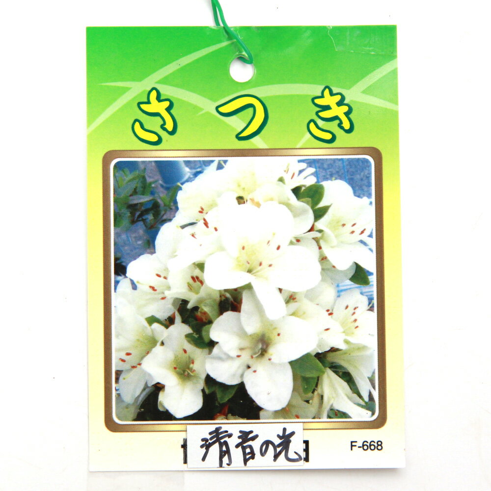 古くから人々を魅了する木！サツキ（皐月）清音の光（せいおんのひかり）5号（1鉢）商品詳細日本に自生する落葉性の低木です。秋には真っ赤に紅葉し非常に美しく観賞価値があります。枝葉が細かく蜜につくため、生け垣に適しています。剪定や仕立て方によっ...