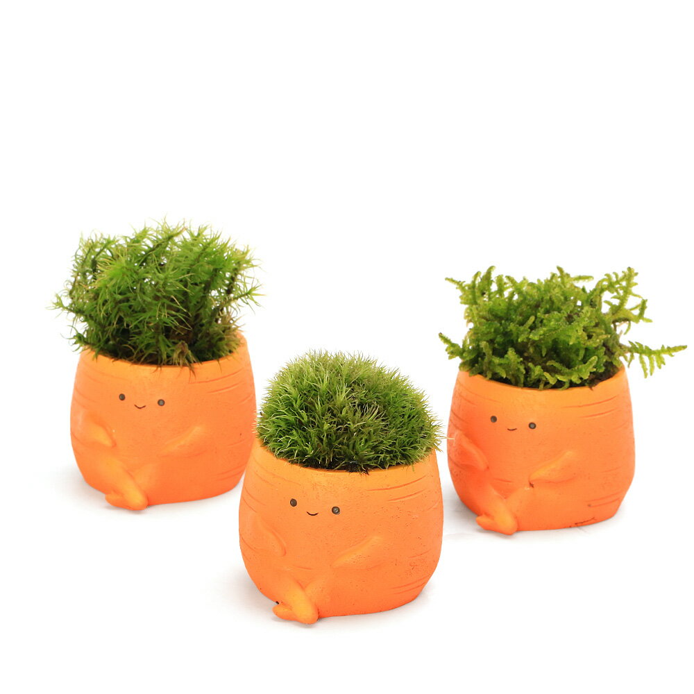 かわいらしい野菜鉢と風情あるコケで癒しの空間を演出！（盆栽）苔盆栽　野菜　ニンジン（1鉢）サイズ（約）本体：幅5．5×奥行き6×高さ4cm内寸：直径3．8×高さ3．5cm　　　　　 置き場所半日陰、風通しのよい涼しい場所水やり乾き気味になっ...