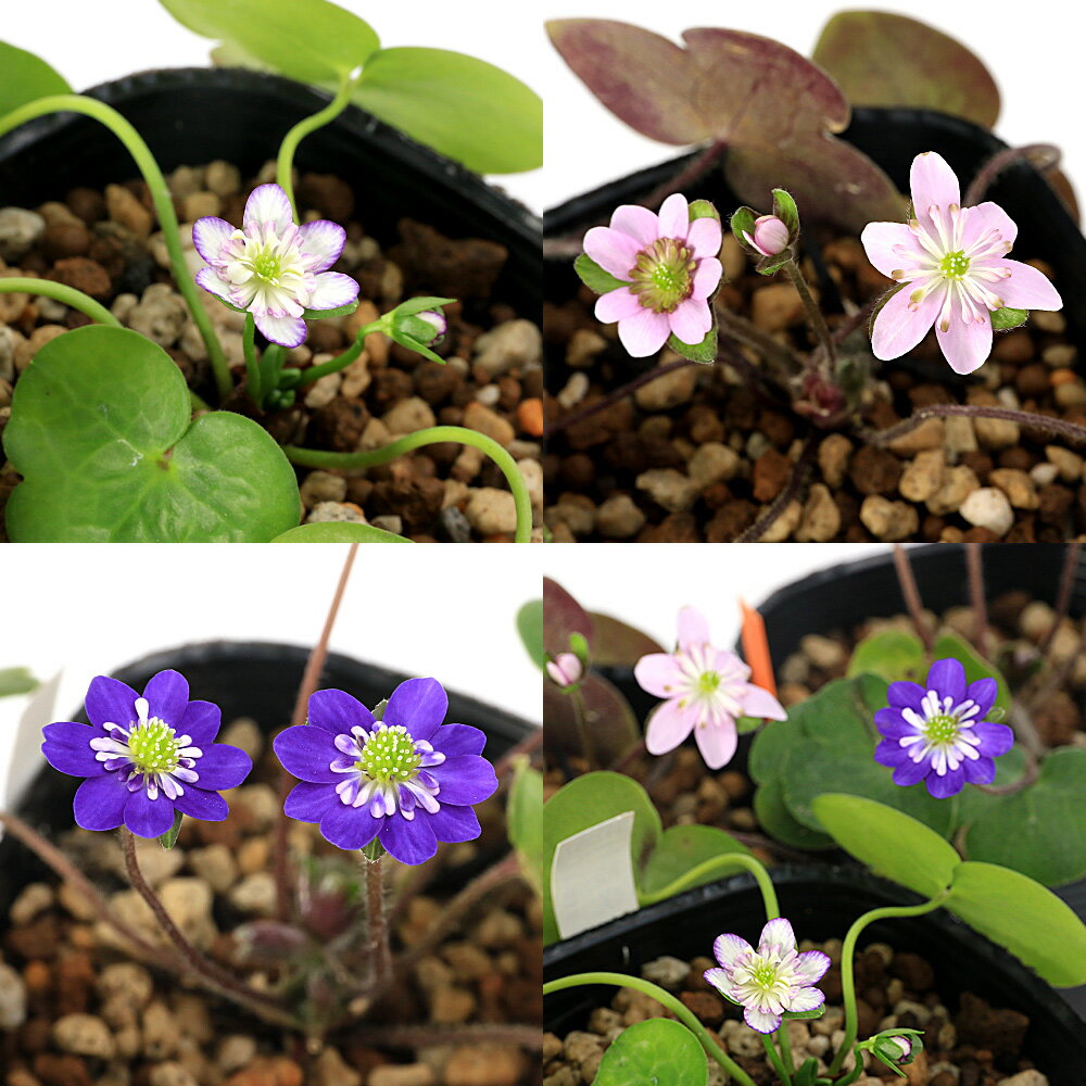 雪解けを告げる春の花！山野草　ユキワリソウ（雪割草）　二段咲き　花色おまかせ　3号（1ポット）特徴ユキワリソウは日本に自生するオオミスミソウ、ミスミソウ、スハマソウを含むキンポウゲの仲間です。特に本州日本海側の林床で見られ、雪解けと共に春を...