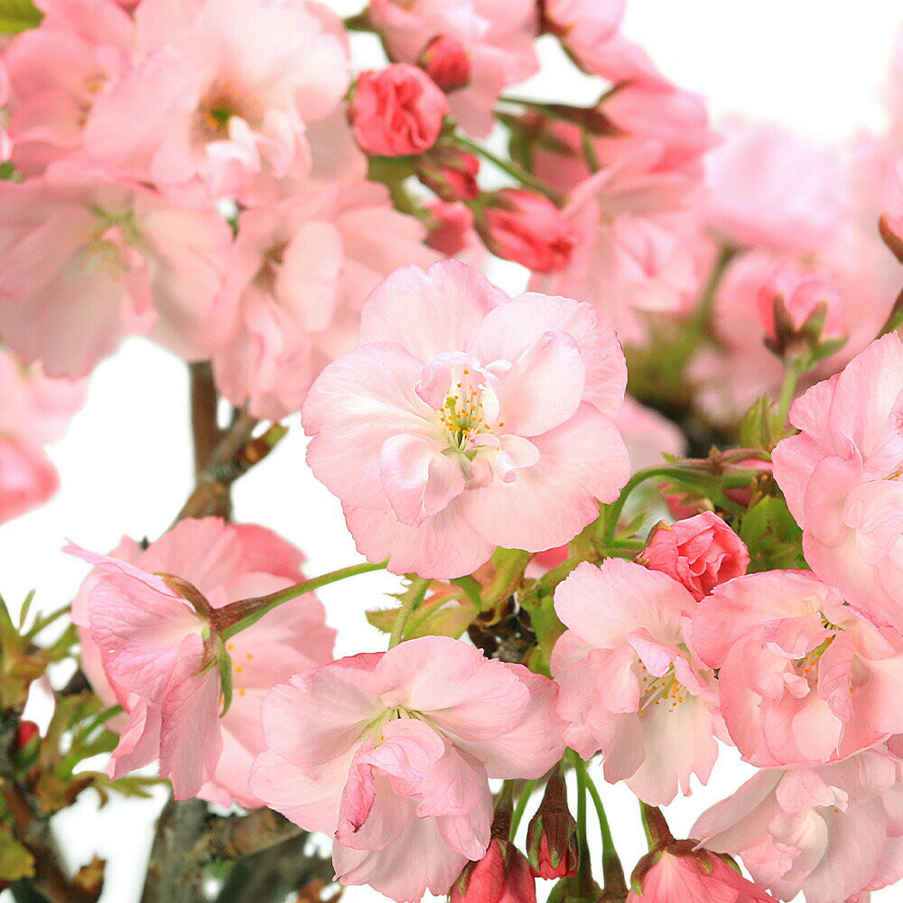 旭山桜は別名「一才桜」とも呼ばれ、八重咲きの桜で「染井吉野」より1週間ほど後に咲く品種です。大変育てやすく、毎年綺麗に咲き誇ります。テーブルサイズの為、室内での鑑賞はもちろん、地植えにした場合でも1m前後と、とてもコンパクトな桜です。和風・...