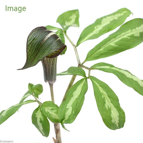 独特のまだら模様が美しい！魅惑の山野草！山野草　マムシ草（カントウマムシ草）　3号（1ポット）特徴マムシ草は茎（葉鞘部分）の独特のまだら模様が蛇のマムシに例えられた、ユニークな花形をもつテンナンショウの仲間です。北海道、本州（近畿地方以北）...