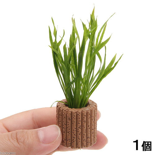 前景草の定番種！ライフマルチ（茶）　エキノドルス　テネルス（水上葉）（無農薬）（1個）販売単位個別名テネルス、ピグミーチェーンアマゾン学名（※）Echinodorus　tenellus（※）…改良品種や学名が不明の種は流通名での記載の場合が...