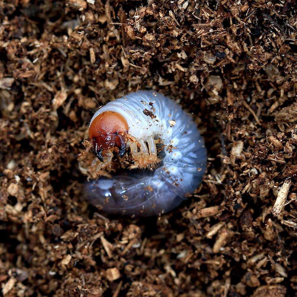 ヘラクレス・ヘラクレス販売生体について累代：CB産地：グアドループ産※お届けするのは幼虫となります。オスメスの指定は出来ません。※累代数は不明となります。ご了承下さい。別名—学名（※）Dynastes　hercules　hercules※…...