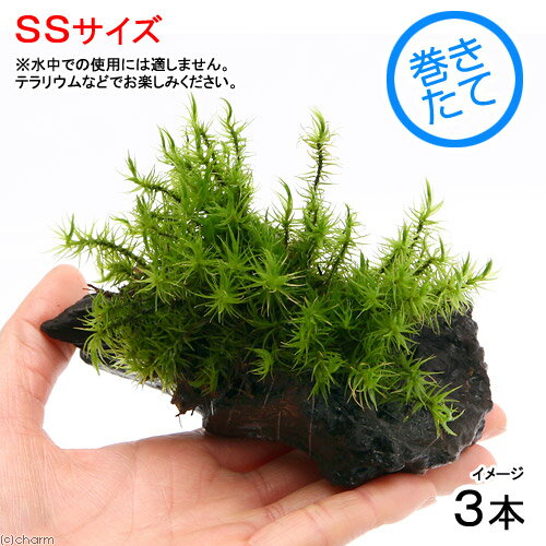 ※流木に陸生の苔をテグスで巻きつけた商品となります。　巻きたてにつき、苔は活着しておりませんのでご了承ください。※陸生の植物を使用していますので、水中には沈めないでください。テラリウムに置くだけレイアウト！テラ向け　シッポゴケ付流木　SSサ...