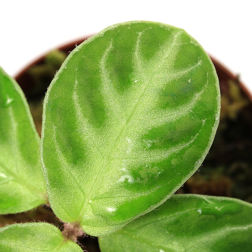 緑色の葉に白色の模様が入る植物！コスミアンセマムsp．発送サイズ草丈：約3〜10cm※発送時期により前後する場合がございます。学名（※）Cosmianthemum　sp．（※）…改良品種や学名が不明の種は流通名での記載の場合があります。分類...