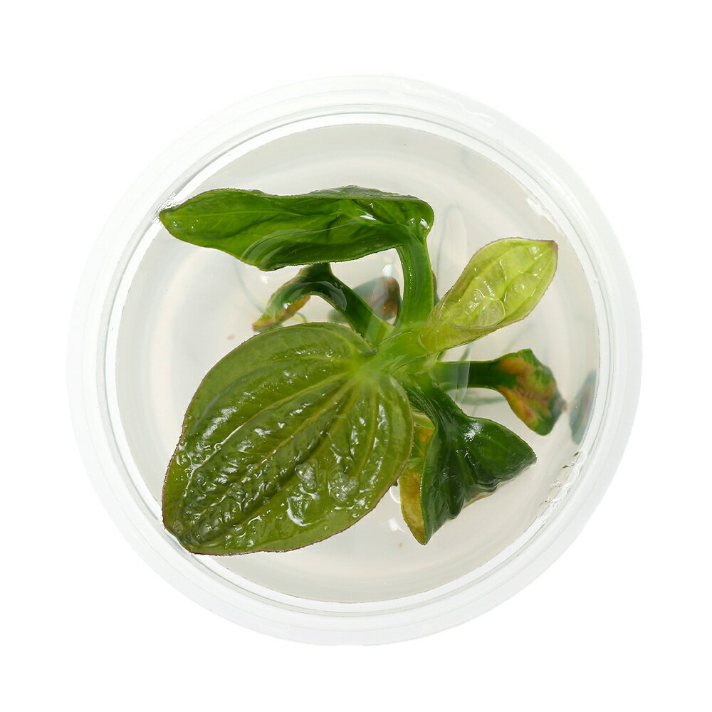 小型のエキノドルス！組織培養　エキノドルス　イグアズ（無農薬）（1カップ）販売名組織培養　エキノドルス　イグアズ（無農薬）（1カップ）販売単位カップ別名ー残留農薬状態無農薬学名（※）Echinodorus　‘Iguazu’（※）…改良品種や...