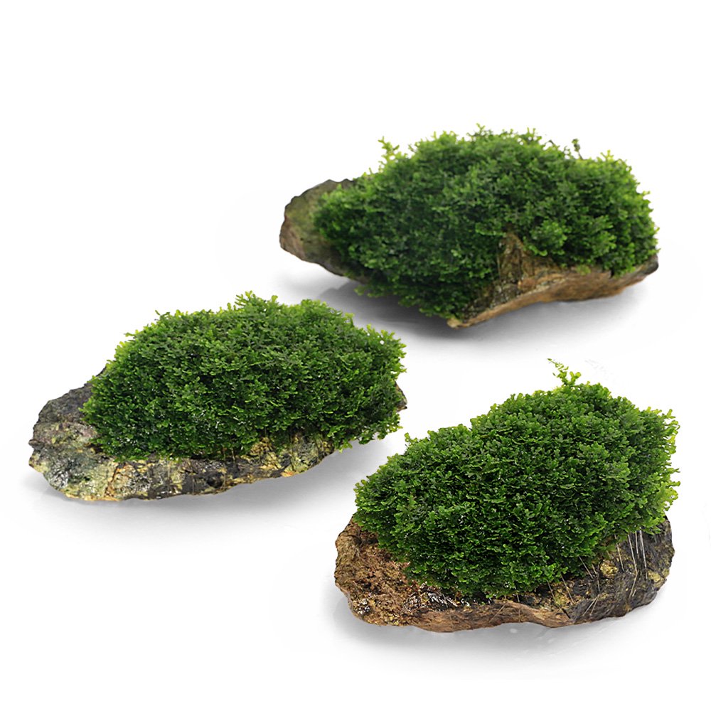 ビーシュリンプにぴったり！育成済　プレミアムグリーンモス　風山石Sサイズ（9〜11cm）（無農薬）（3個）発送サイズ風山石9〜11cm※計測位置により若干の誤差が生じます。残留農薬状態無農薬別名プレミアム　モスモスsp．タイ産ナミガタスジゴ...
