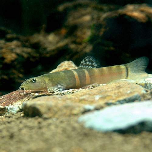 お送りする個体は体長約3．5〜5．5cm程度です。個体サイズや模様、雌雄の指定についてはお受け致しかねますのでご了承下さい。スモモ・ローチ販売名スモモ・ローチ学名（※）Schistura　balteata（※）…改良品種や学名が不明の種は流...