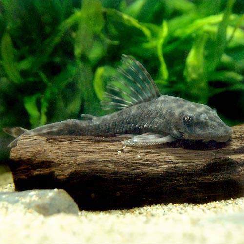 お送りする個体は体長8〜12cm程度です。魚の性質上、若干のヒレ欠けがある場合がございます。ご了承の上お買い求め下さい。個体サイズや模様、雌雄の指定についてはお受け致しかねますのでご了承下さい。オトシン・プレコ販売名オトシン・プレコLナンバ...