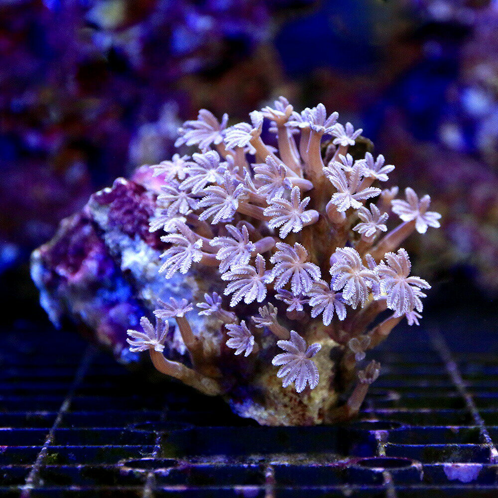 繊細で大きなポリプが美しい！ツツウミヅタ販売名ツツウミヅタ学名（※）Clavularia　sp．（※）…改良品種や学名が不明の種は流通名での記載の場合があります。別名—分布西部太平洋〜インド洋飼育要件温度　　　　　→　24度前後照明　　　　...