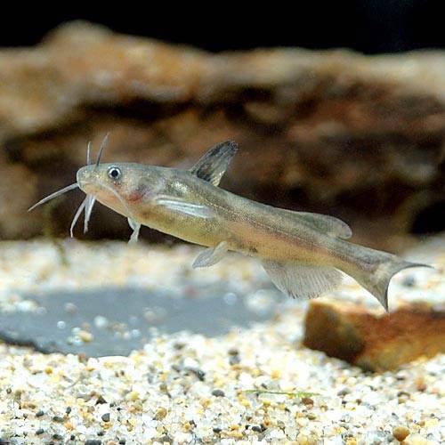 お送りする個体は体長約5〜8cm程度です。個体サイズや模様、雌雄の指定についてはお受け致しかねますのでご了承下さい。東日本固有の小型ナマズ！ギバチ（1匹）販売名ギバチ学名Tachysurus　tokiensisPseudobagrus　to...