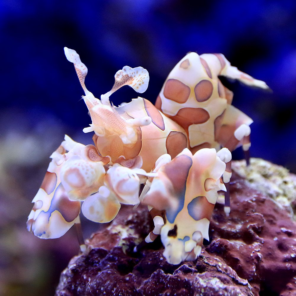 フリソデエビ販売名フリソデエビ別名ハーレクインシュリンプ学名（※）Hymenocera　picta（※）…改良品種や学名が不明の種は流通名での記載の場合があります。分布中部太平洋飼育要件最大全長　　　→　約6cm温度　　　　　　→　20〜2...