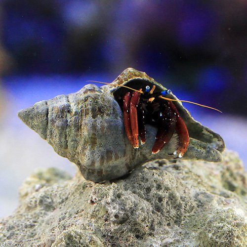 クリイロサンゴヤドカリ販売名クリイロサンゴヤドカリ学名（※）Calcinus morgani （※）…改良品種や学名が不明の種は流通名での記載の場合があります。分布太平洋飼育要件最大全長　　　→　3cm？ 温度　　　　　→　20〜25度前後...