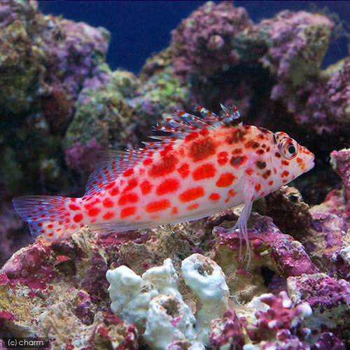 ヒメゴンべ販売名ヒメゴンべ学名（※）Cirrhitichthys　oxycephalus （※）…改良品種や学名が不明の種は流通名での記載の場合があります。分布西部太平洋からインド洋飼育要件最大体長　　　　→　8cm 温度　　　　　　→　2...