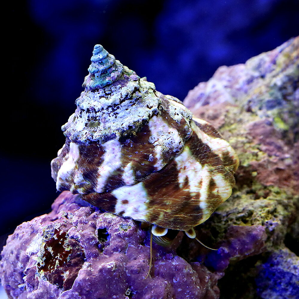 貝が死んでしまった場合、水質が悪くなり他の生体に影響を及ぼす場合がございますので、死んでしまった場合は早めに取り出だしてください。タカセガイ販売名タカセガイ学名（※）Tectus　niloticus（※）…改良品種や学名が不明の種は流通名で...