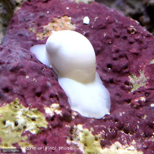 白く美しい貝！ホワイトムーンスネール販売名ホワイトムーンスネール学名（※）Polinices　tumidus（※）…改良品種や学名が不明の種は流通名での記載の場合があります。別名トミガイ分布西部太平洋〜インド洋飼育要件最大殻長　　　→　4c...