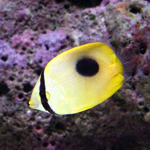 トノサマダイ販売名トノサマダイ別名—学名（※）Chaetodon　speculum （※）…改良品種や学名が不明の種は流通名での記載の場合があります。分布西部太平洋〜インド洋飼育要件最大全長　　　→　約15cm 温度　　　　　　→　24度前...
