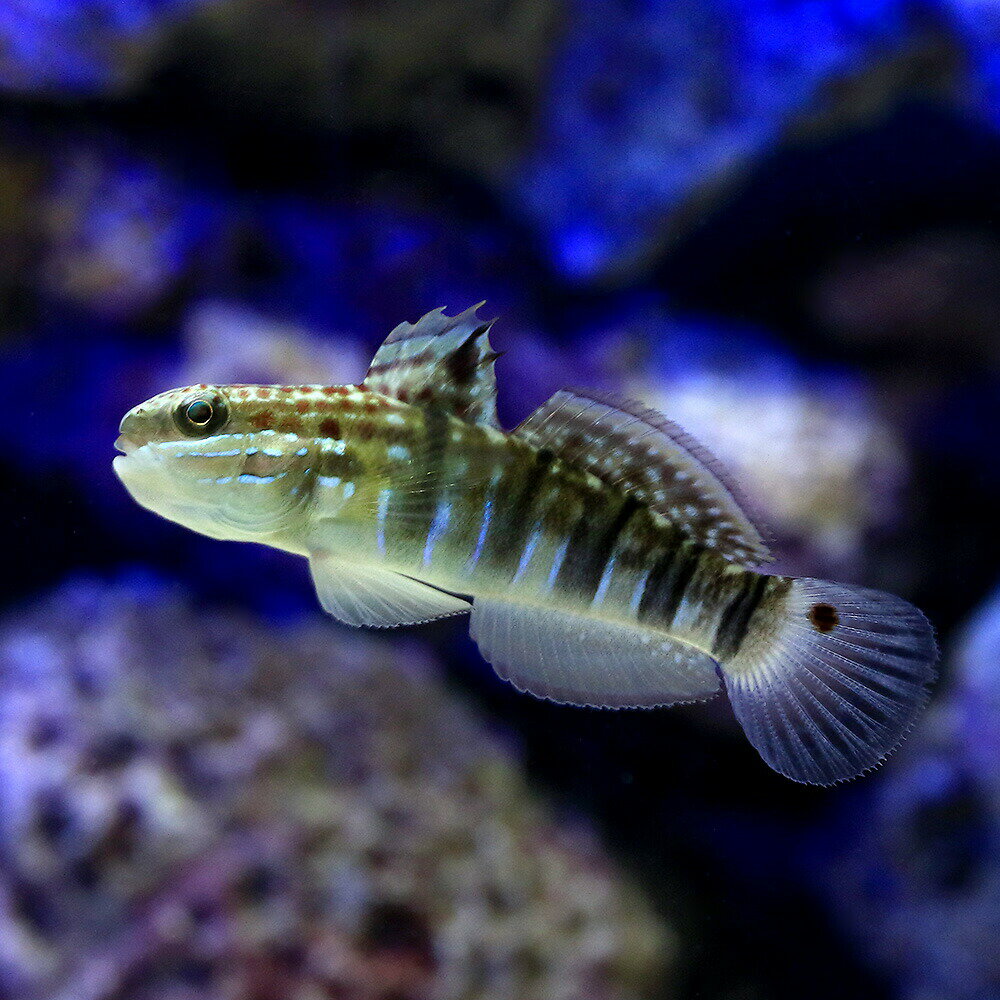 丸い体形のベントスハゼ！サラサハゼ販売名サラサハゼ学名（※）Amblygobius　phalaena（※）…改良品種や学名が不明の種は流通名での記載の場合があります。分布西部太平洋飼育要件最大全長　　　→　約10cm温度　　　　　→　24度...