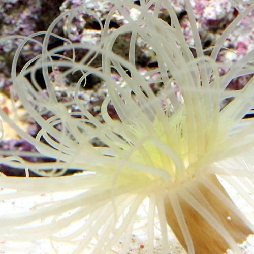 魚やエビとの共生はしない観賞用のイソギンチャクです。ハナギンチャクのおまかせカラーになります。触手の色・形が掲載写真と異なる場合がありますので予めご了承ください。触手には毒があり素手で触れると種類や体質によっては皮膚がかぶれることがあります...