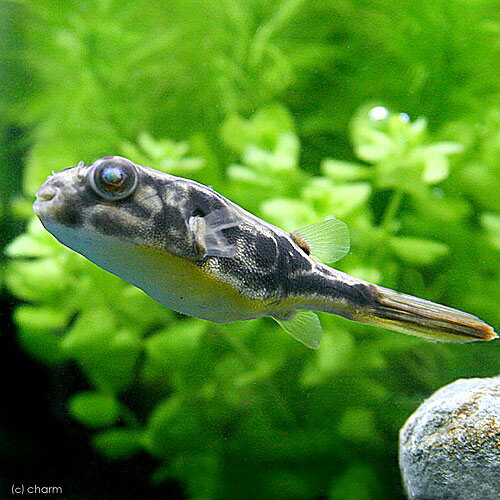 魚の性質上、若干のヒレ欠けがある場合がございます。ご了承の上お買い求め下さい。お送りする個体は体長5〜9cm程度です。個体サイズや模様、雌雄の指定についてはお受け致しかねますのでご了承下さい。テトラオドン・ムブ販売名テトラオドン・ムブ　Sサ...