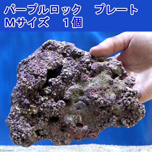 当店最高ランクの、石灰藻が豊富に付着したライブロックです。サンゴメインのリーフタンクでの使用におすすめです。平らなプレート状のライブロックですので、養殖ミドリイシなど土台付き、または底の平らなサンゴなどをレイアウトするのに便利な形状となりま...