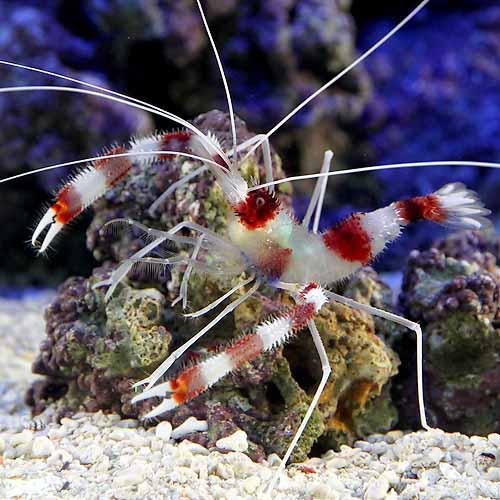 青い脚のオトヒメエビ！オトヒメエビ学名Stenopus　hispidus（※）…改良品種や学名が不明の種は流通名での記載の場合があります。別名バンデッドコーラルシュリンプ分布西部太平洋〜インド洋、西部大西洋分布最大全長　　　　　→　5cm温...