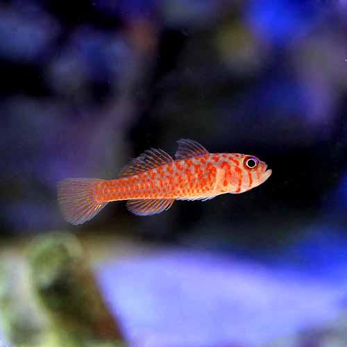 サンゴ水槽におすすめ！オキナワベニハゼ販売名オキナワベニハゼ学名（※）Trimma　okinawae（※）…改良品種や学名が不明の種は流通名での記載の場合があります。分布西部太平洋飼育要件最大全長　　　→　約5cm温度　　　　　→　24度前...