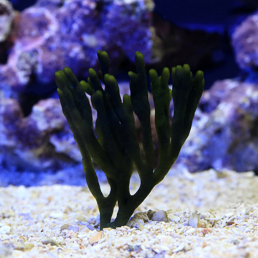 お送りする商品は海藻部分の長さ約7〜12cm程度となります。個体のサイズや形状、模様、色合いの指定についてはお受け致しかねますのでご了承ください。 葉や茎に多少折れた部分や枯れた部分が含まれる場合がございます。 海藻　インドネシア産　ミル販...