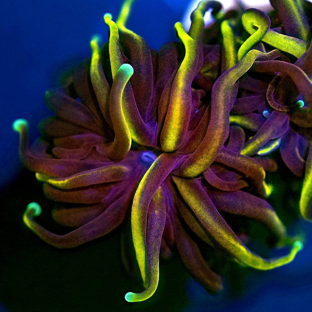 ※お送りする個体は幅約2cm程度のポリカプラグに接着したものになります。※人工的に切断・接着したフラグ個体です。輸送中に外れる場合がありますのでご了承ください。※形状、模様、色、サイズ等の指定はお受けできません。ゴールドの輝きが美しいLPS...