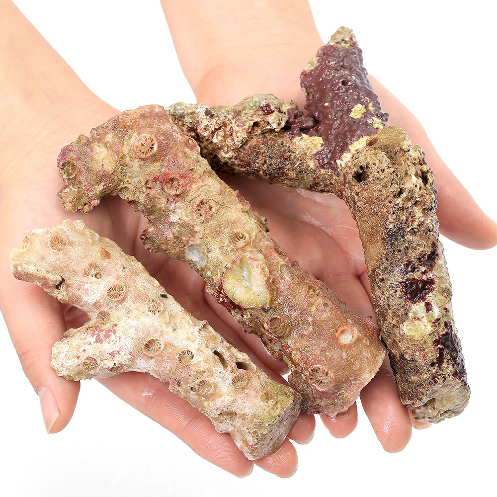 長さ約10cm前後のスティック状のライブロックです。魚やヤドカリの隠れ家、ろ材としても活用できます。魚やヤドカリの隠れ家に！スティックライブロック　Mサイズ　3本　（形状お任せ）仕様●長さ約10cm前後のスティック状のライブロックです。石灰...