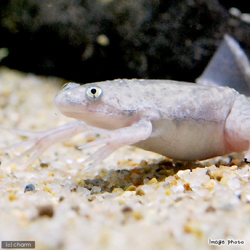 アフリカ・ツメガエル販売生体について両生類の仲間は体表に微弱な毒を持っています。触ったあとは必ず手を洗い、目などをこすらないようにご注意ください。お送りする個体は全長2．5〜3．5cm前後となります。個体サイズや模様、雌雄の指定についてはお...