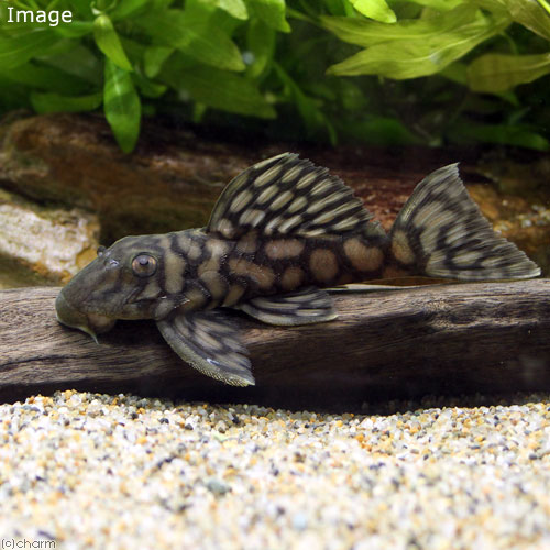 魚の性質上、若干のヒレ欠けある場合がございます。ご了承の上お買い求め下さい。お送りする個体は体長14〜16cm程度となります。個体サイズや模様、雌雄の指定についてはお受け致しかねますのでご了承下さい。ラージスポットロイヤルスポット・グローボ...