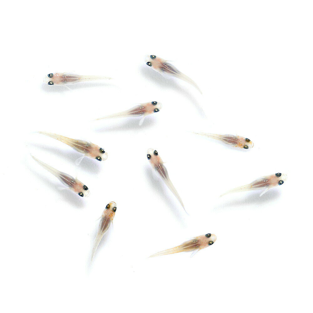 お送りする個体は体長0．5〜2cm程度です。成長期の稚魚での発送となる為、発送時には表記サイズより大きめでの発送となる場合がございます。個体サイズや模様、雌雄の指定についてはお受け致しかねますのでご了承下さい。小町メダカ　稚魚稚魚販売に関す...