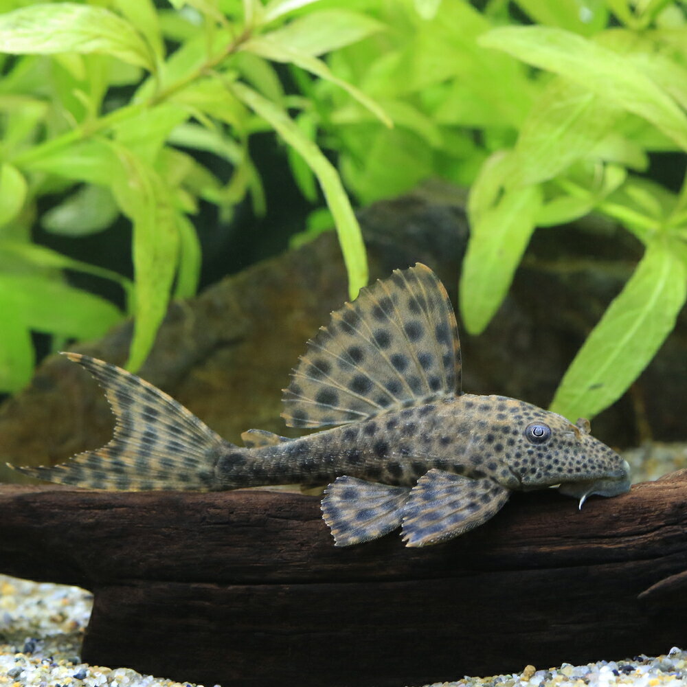 お送りする個体は体長5〜10cm程度となります。魚の性質上、若干のヒレ欠けがある場合がございます。ご了承の上お買い求め下さい。個体サイズや模様、雌雄の指定についてはお受け致しかねますのでご了承下さい。ヒポストムスsp．コロンビア販売名ヒポス...