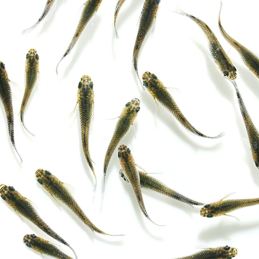 お送りする個体は体長2〜4cm程度です。1ペアは必ず入るように出荷いたします。個体サイズや模様、雌雄の指定についてはお受け致しかねますのでご了承下さい。エメラルドフィン販売名エメラルドフィンメダカ学名（※）Oryzias　latipes　v...