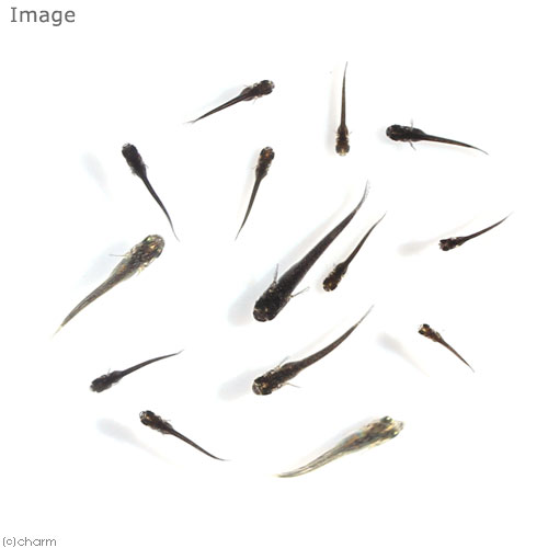 お送りする個体は体長0．5〜2cm程度です。成長期の稚魚での発送となる為、発送時には表記サイズより大きめでの発送となる場合がございます。個体サイズや模様、雌雄の指定についてはお受け致しかねますのでご了承下さい。ブラックダイヤ2020メダカ　...