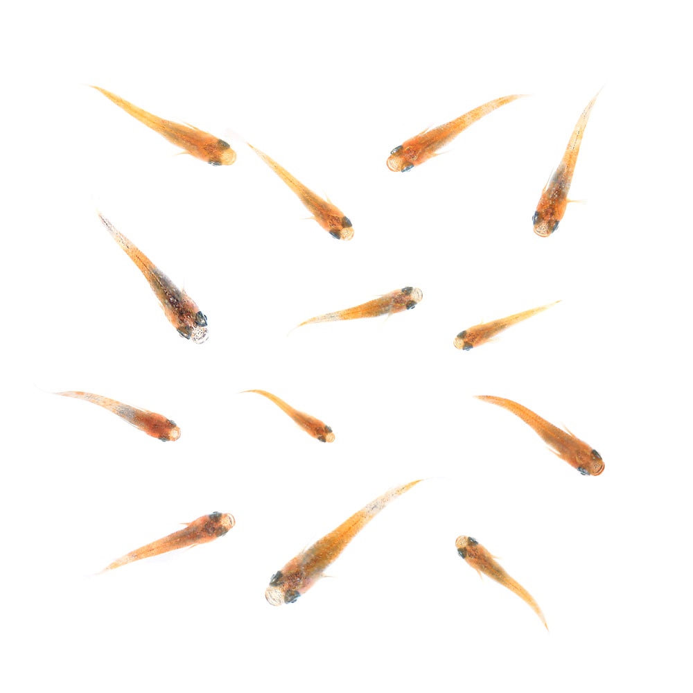お送りする個体は体長0．5〜2cm程度です。成長期の稚魚での発送となる為、発送時には表記サイズより大きめでの発送となる場合がございます。個体サイズや模様、雌雄の指定についてはお受け致しかねますのでご了承下さい。菊銀紅玉メダカ　稚魚稚魚販売に...