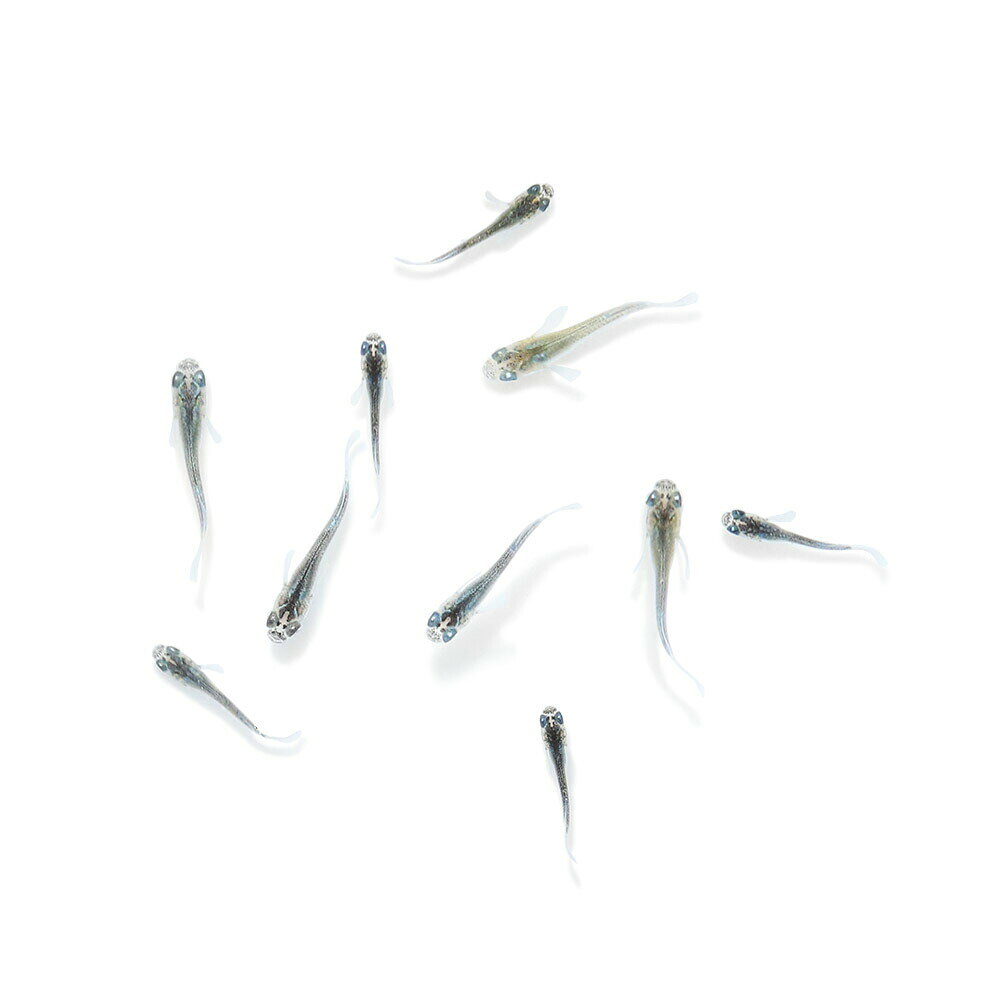 お送りする個体は体長0．5〜2cm程度です。成長期の稚魚での発送となる為、発送時には表記サイズより大きめでの発送となる場合がございます。個体サイズや模様、雌雄の指定についてはお受け致しかねますのでご了承下さい。マリアージュキッシングワイドフ...